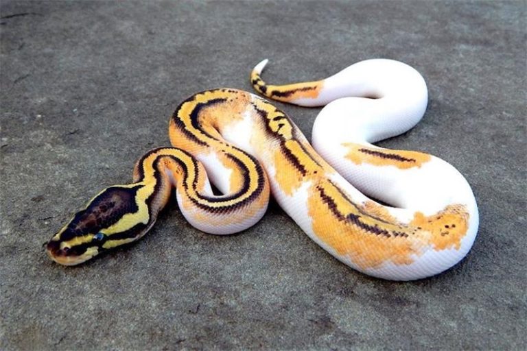 How to Breed and Hatch Ball Pythons - The Rare Pets